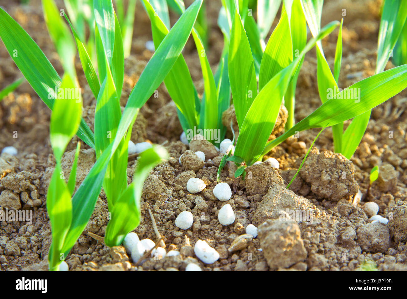 Fertilizer on a field Stock Photo - Alamy