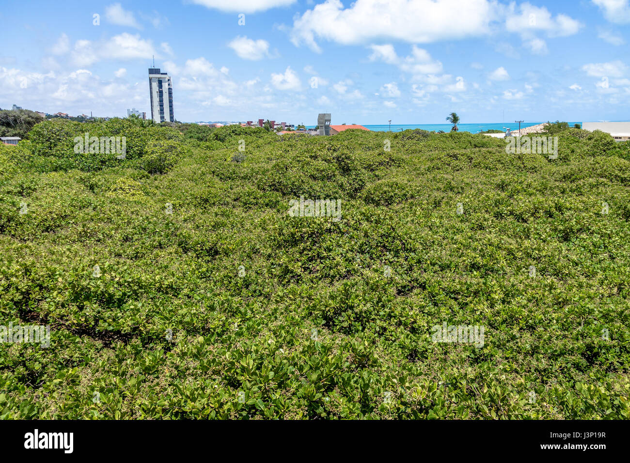World's Largest Cashew Tree - Pirangi, Rio Grande do Norte, Brazil ...