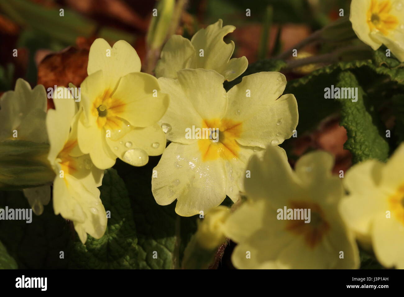 Primrose primula vulgaris woodland trust hi-res stock photography and ...