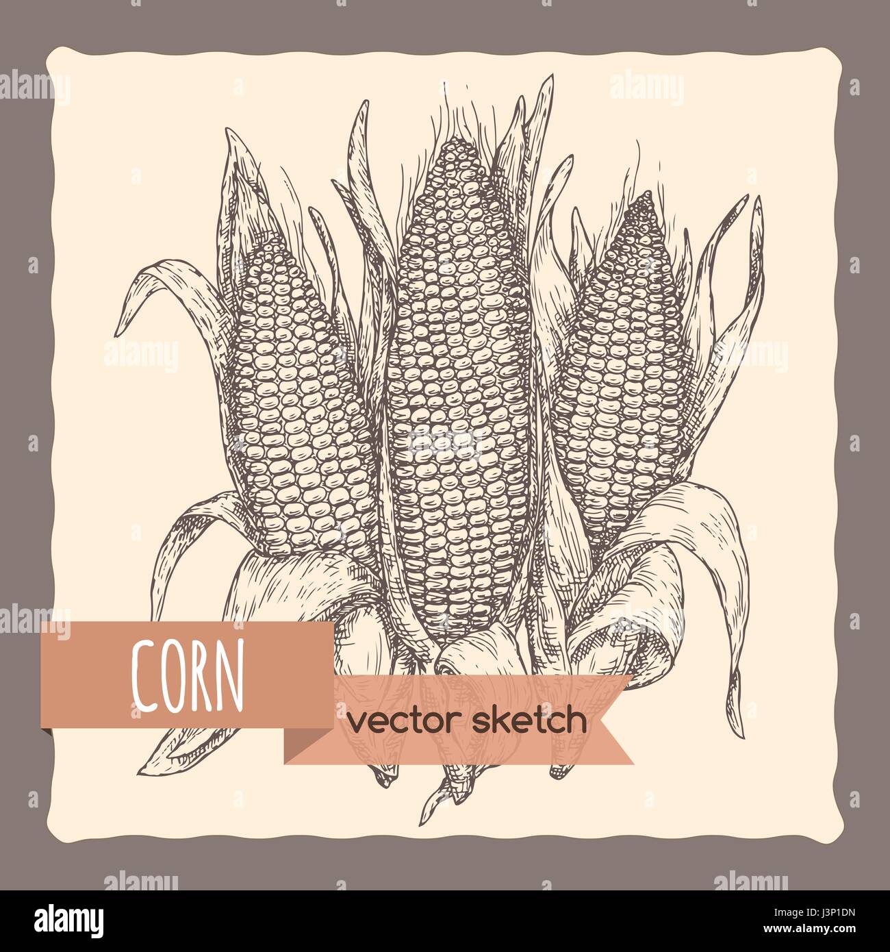 Fresh corn cobs hand drawn sketch Stock Vector Image & Art - Alamy