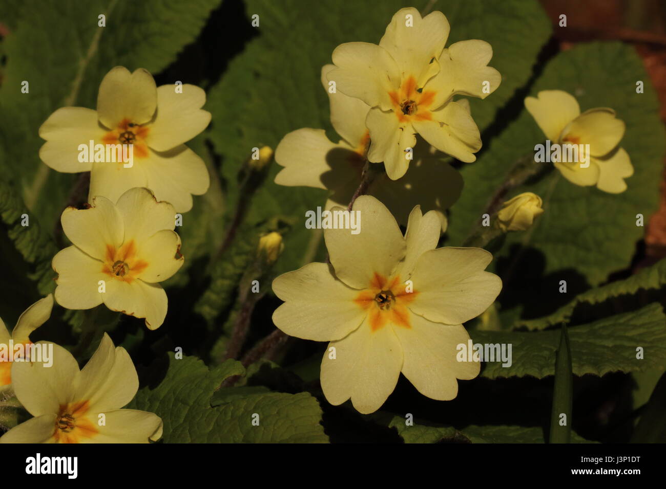 Primrose Primula Vulgaris Woodland Trust High Resolution Stock ...