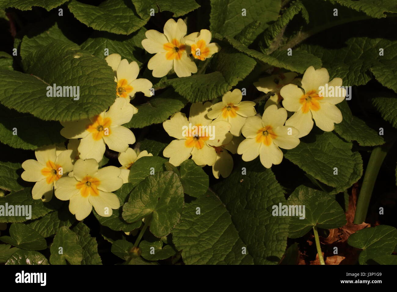 Primrose Primula Vulgaris Woodland Trust High Resolution Stock ...