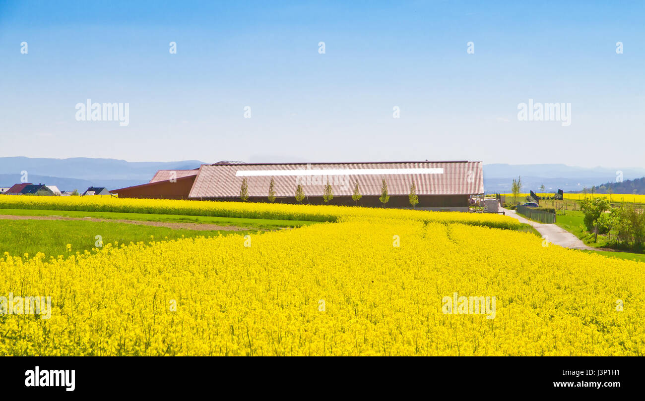 Big farm on a rape field Stock Photo - Alamy