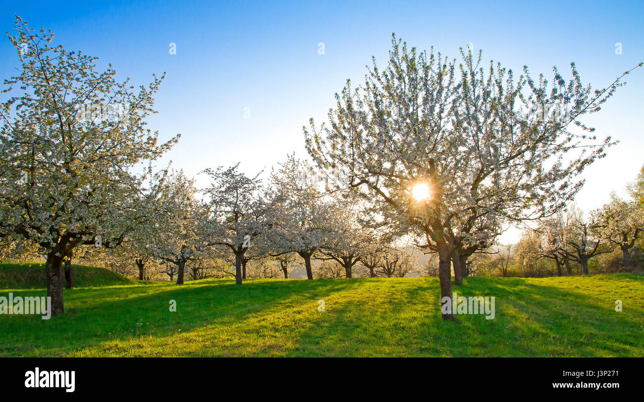 Cherry trees in springtime Stock Photo - Alamy