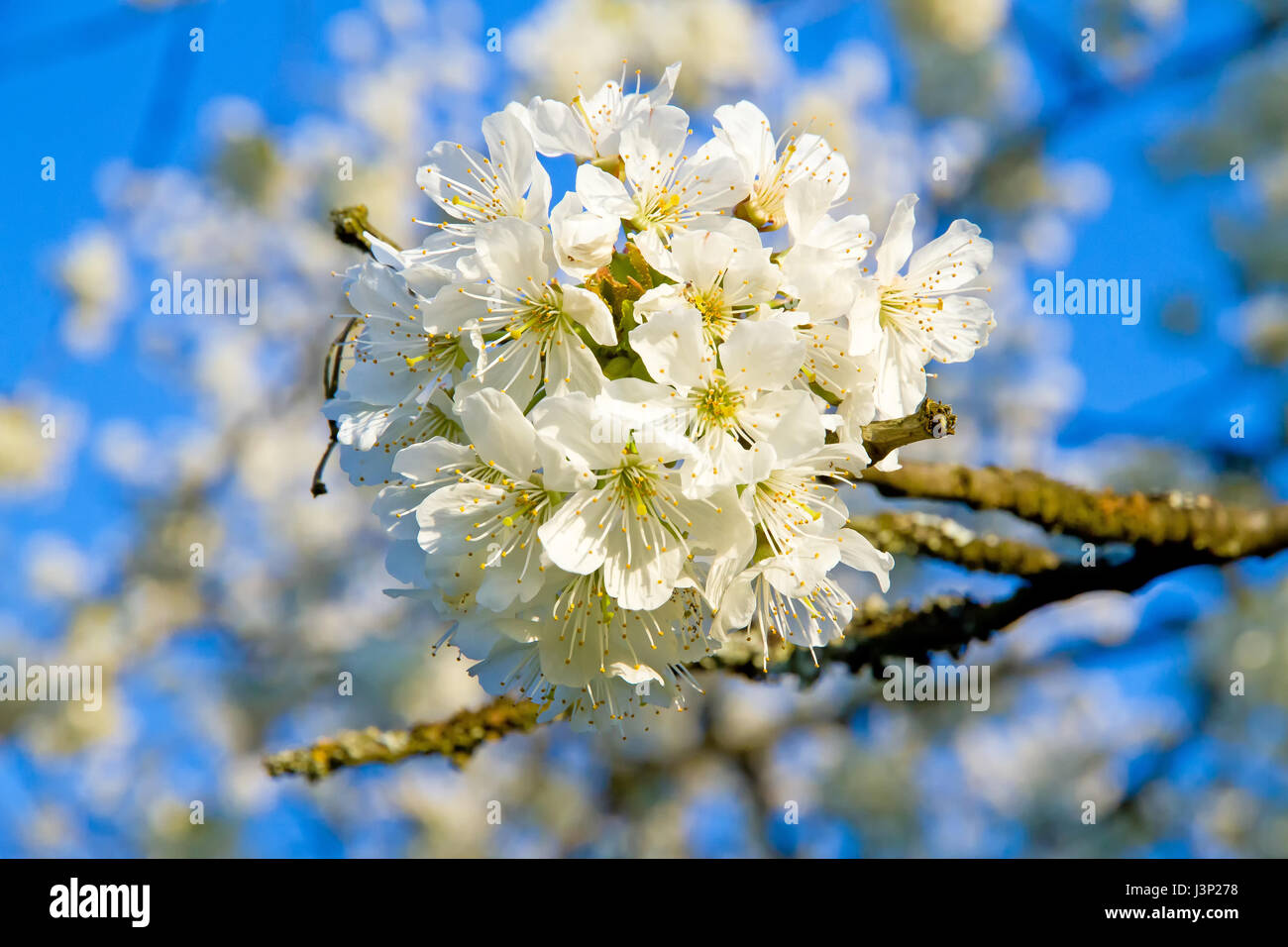 Cherry trees in springtime Stock Photo - Alamy
