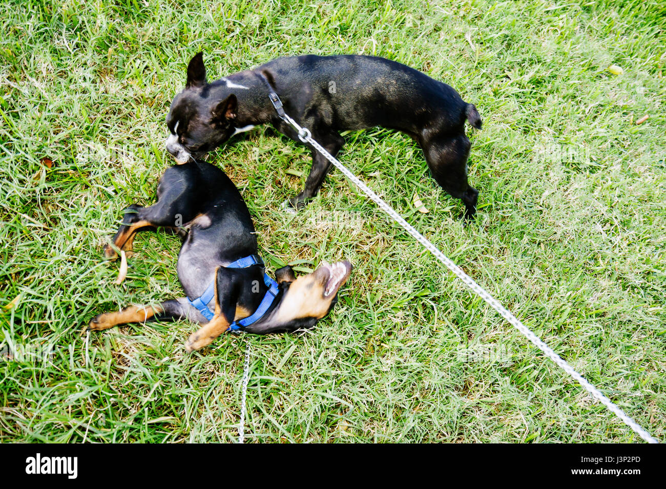 Miami Beach Florida,Flamingo Park,dog dogs,dogs,pets,Black Blacks ...