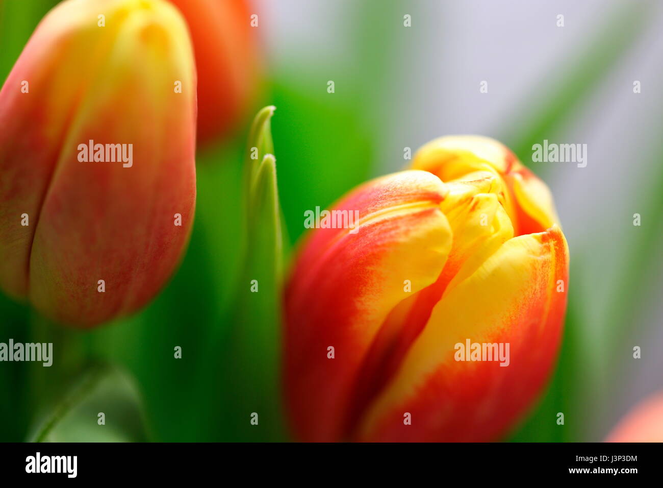 Closeup image of fresh baby tulips Stock Photo - Alamy