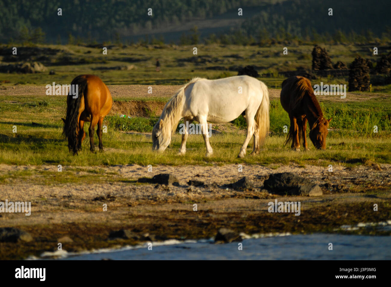 Typical mongolian landscape and steppe with horses Stock Photo - Alamy