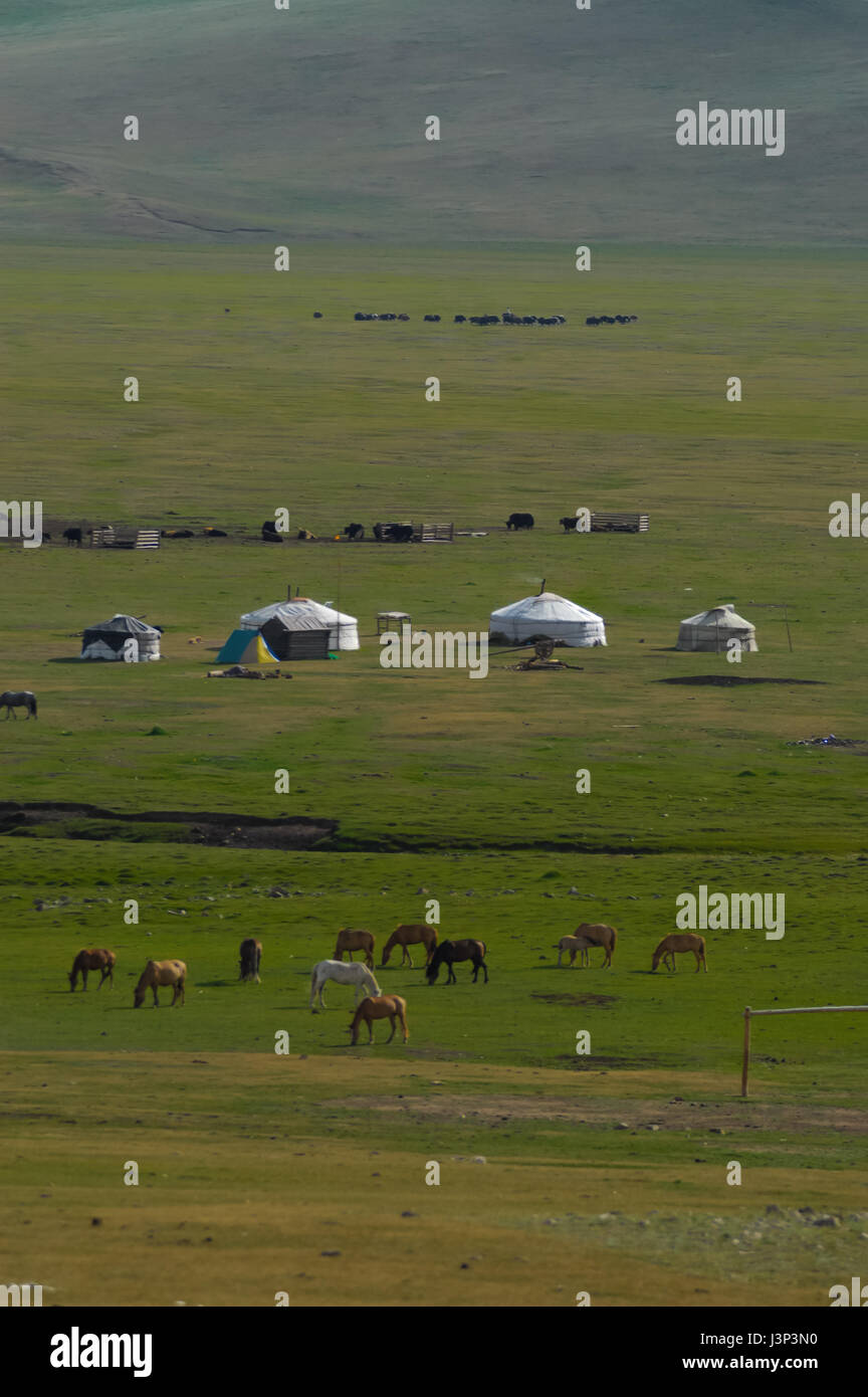 Typical mongolian landscape and steppe with horses and yurt Stock Photo ...