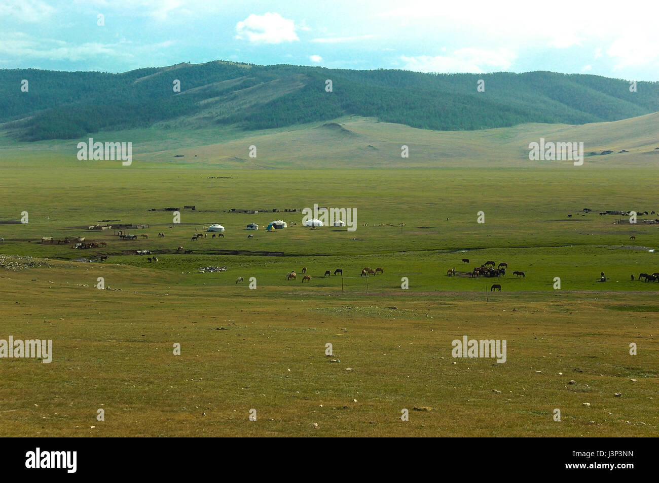 Typical mongolian landscape and steppe with horses and yurt Stock Photo ...