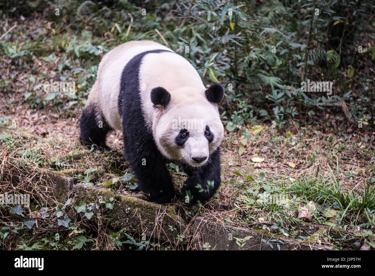 The giant panda hi-res stock photography and images - Alamy