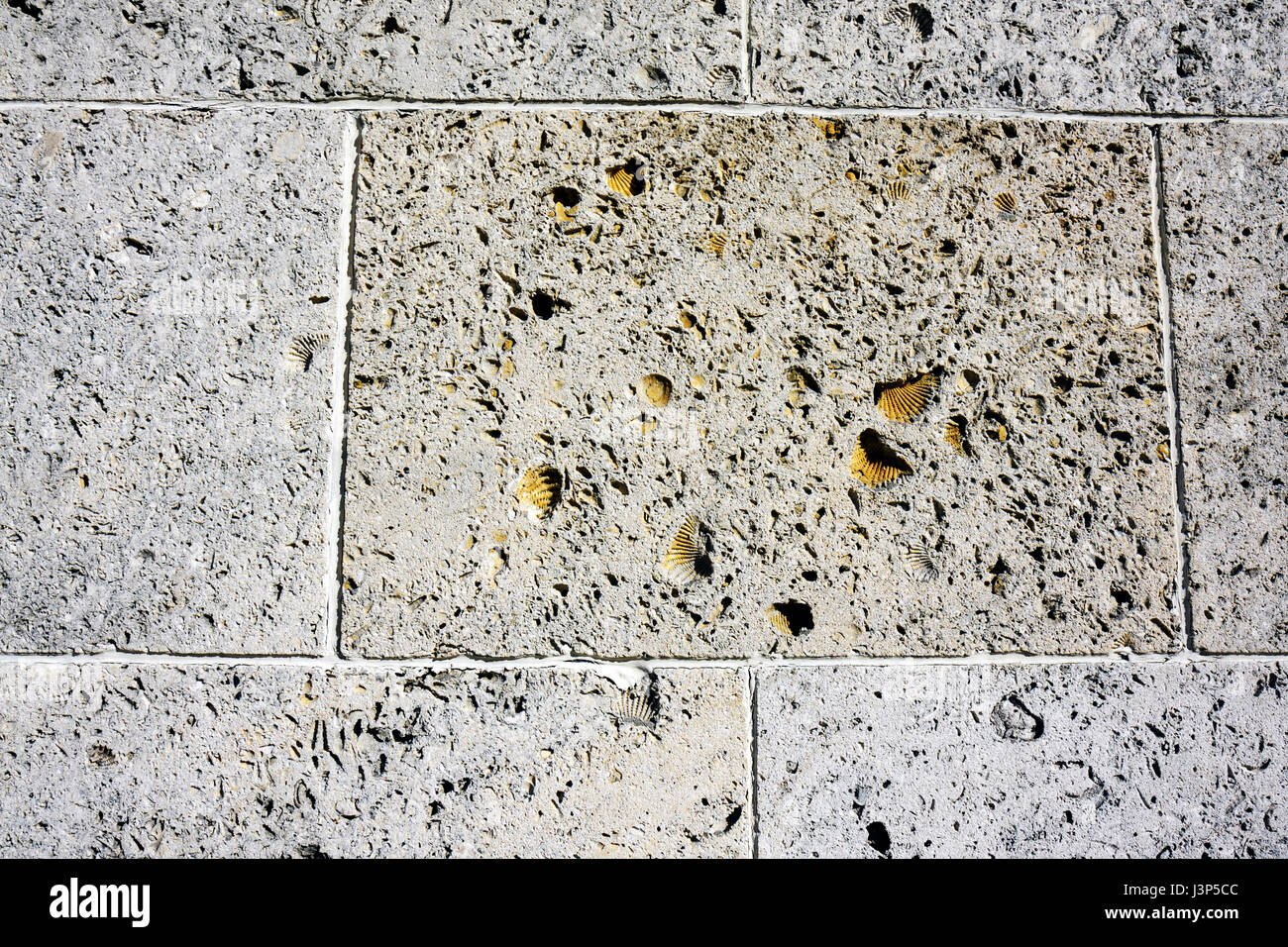 Miami Florida,Main Library,stone wall,shells,fossils,FL081121041 Stock ...