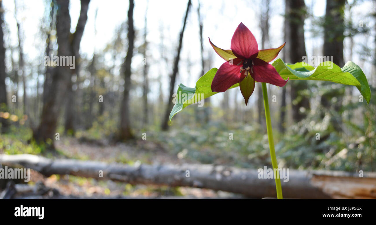 One of the first plant to bloom in spring was this red flower Stock ...