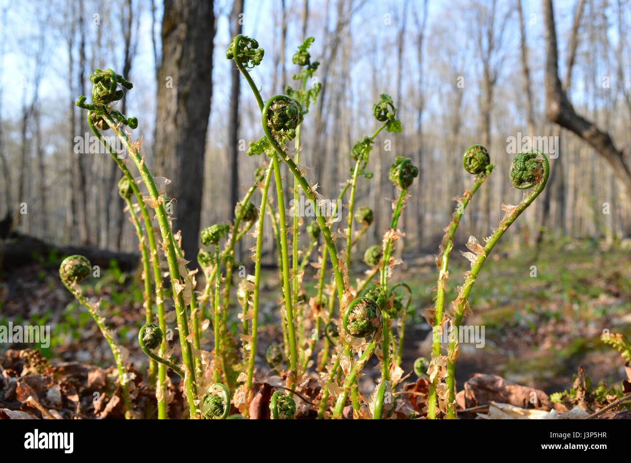 close up picture of young plants of fiddleheads in the woods Stock ...