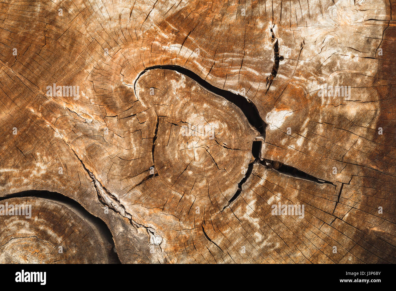 detail of wood stump texture background Stock Photo - Alamy