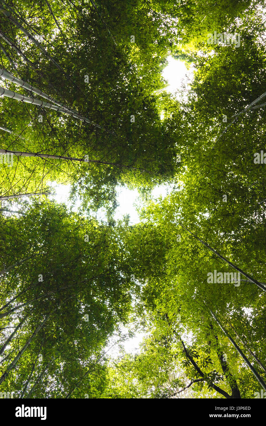 bamboo forest from bottom view Stock Photo - Alamy