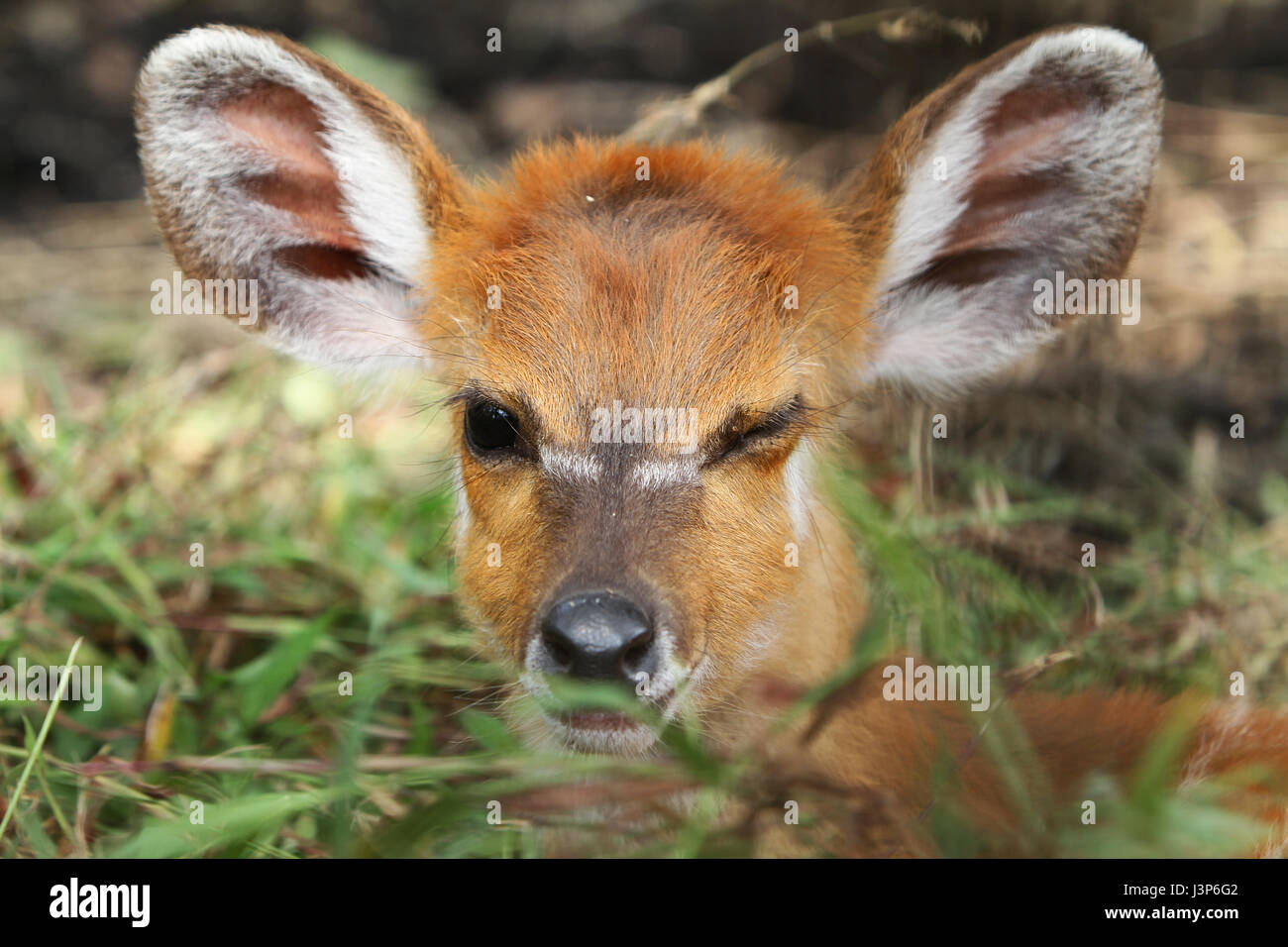 Wink animal hi-res stock photography and images - Alamy