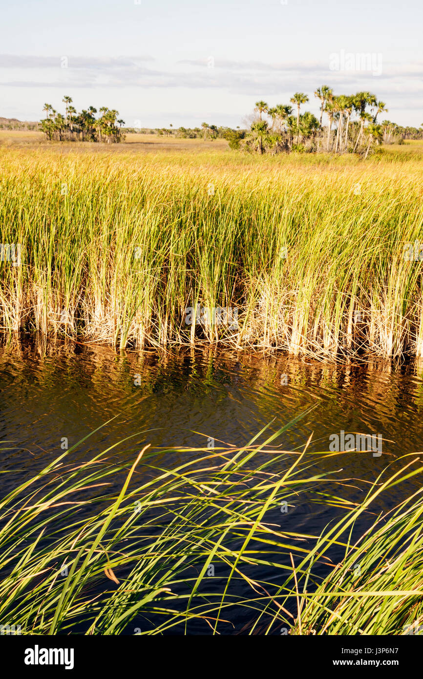 Florida The Everglades,Big Cypress National Preserve,freshwater marl ...