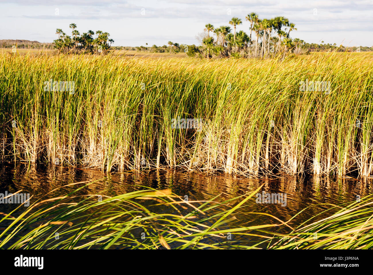 Florida,The Everglades,Big Cypress National Preserve,freshwater marl ...