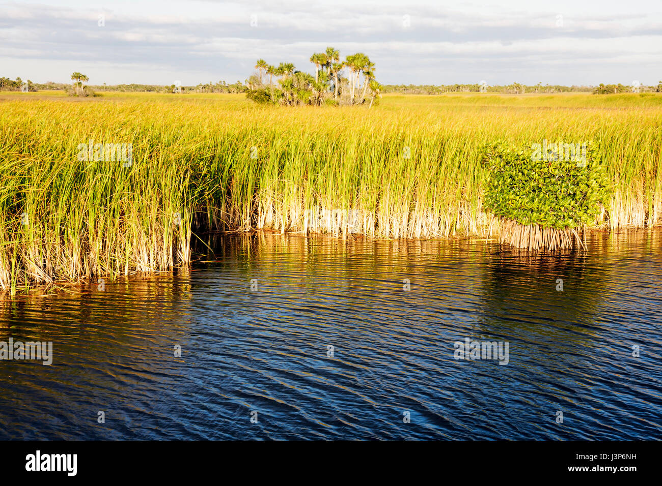 Florida The Everglades,Big Cypress National Preserve,freshwater marl ...
