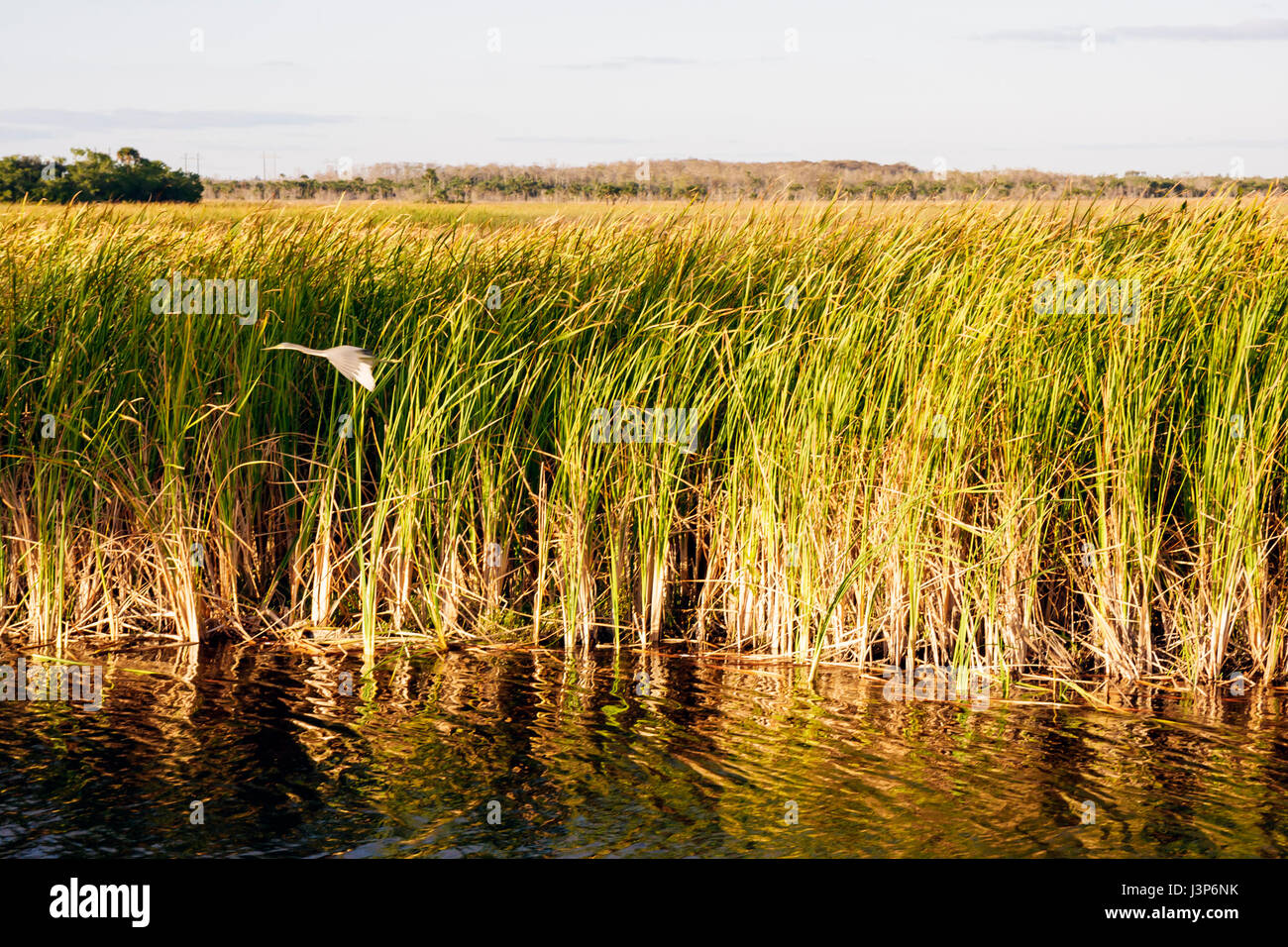 Florida The Everglades,Big Cypress National Preserve,freshwater marl ...