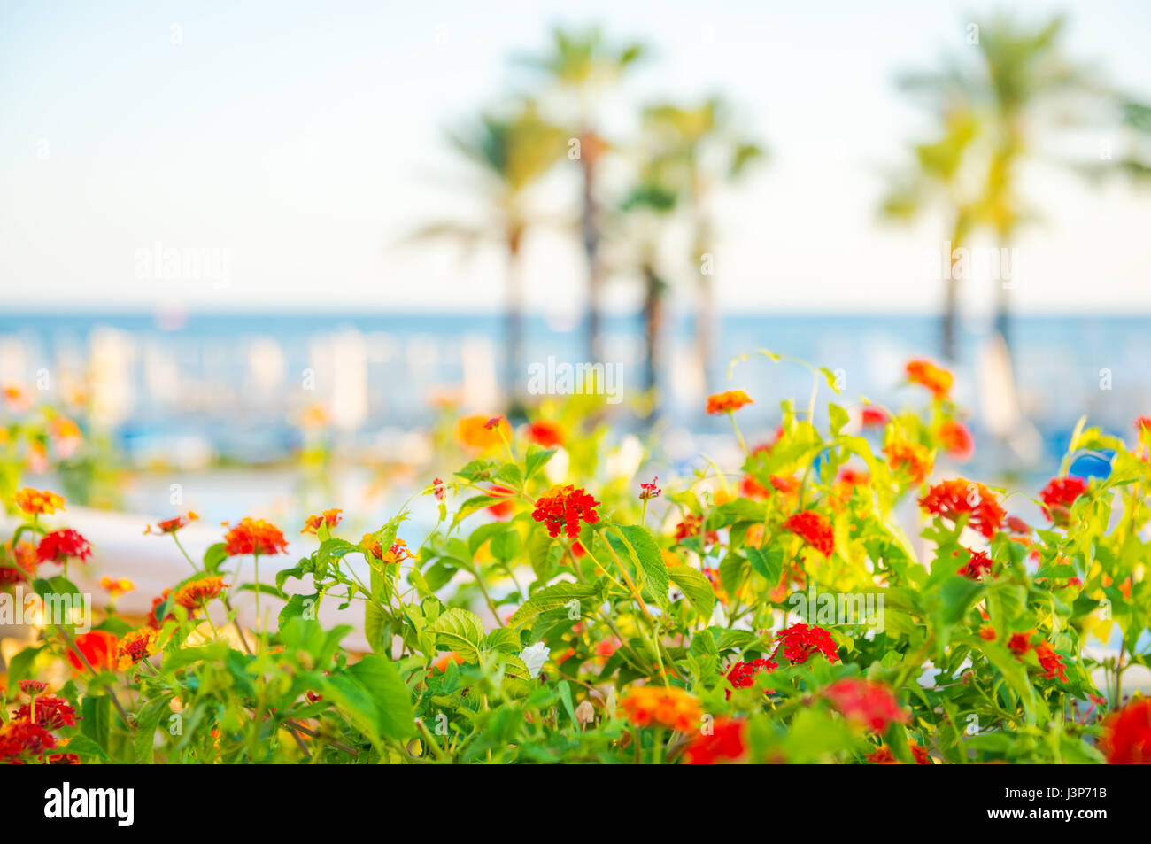 lantana flowers, palm tree and umbrellas around outdoor swimming pool ...