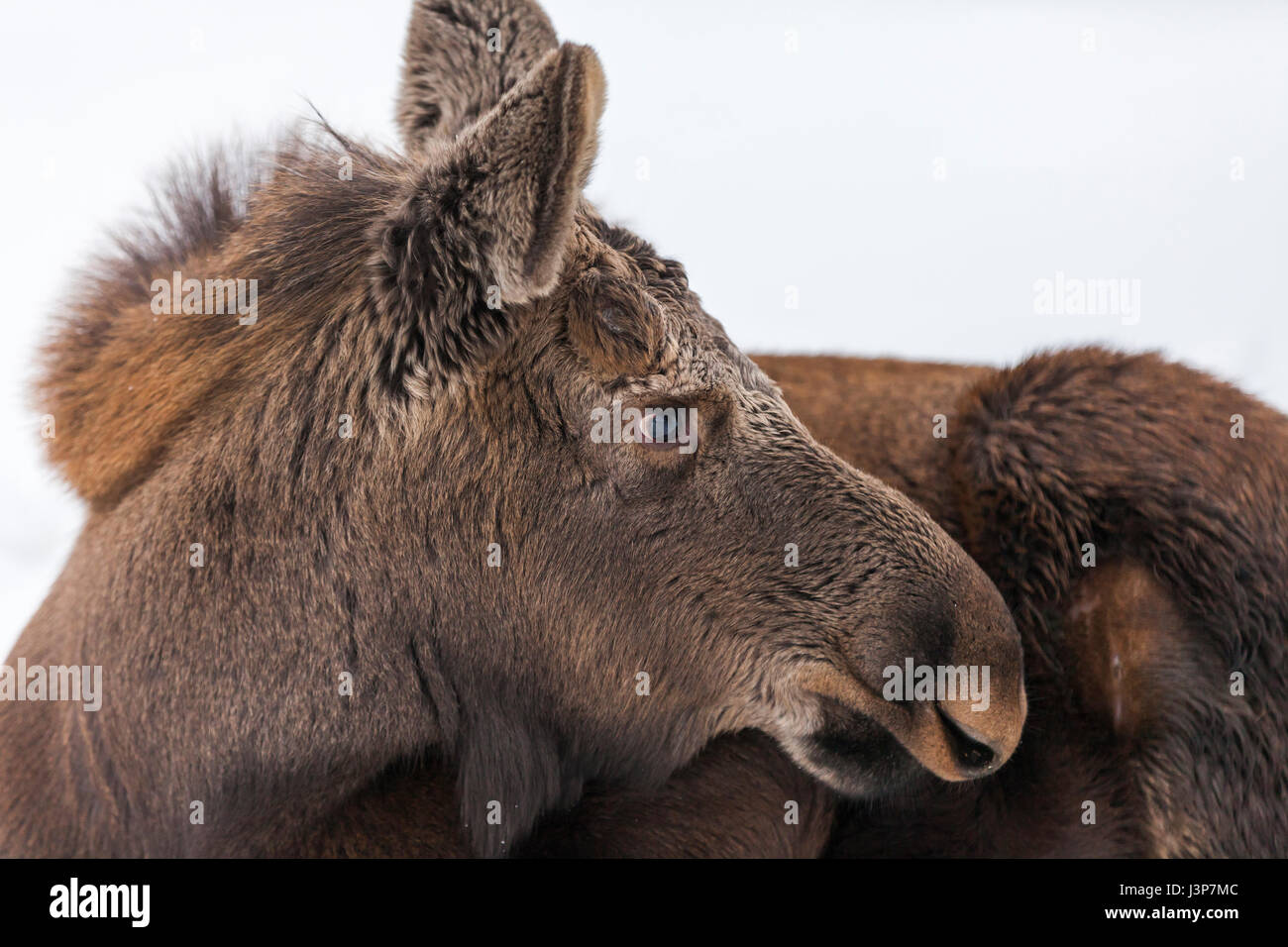 Moose shed hi-res stock photography and images - Alamy