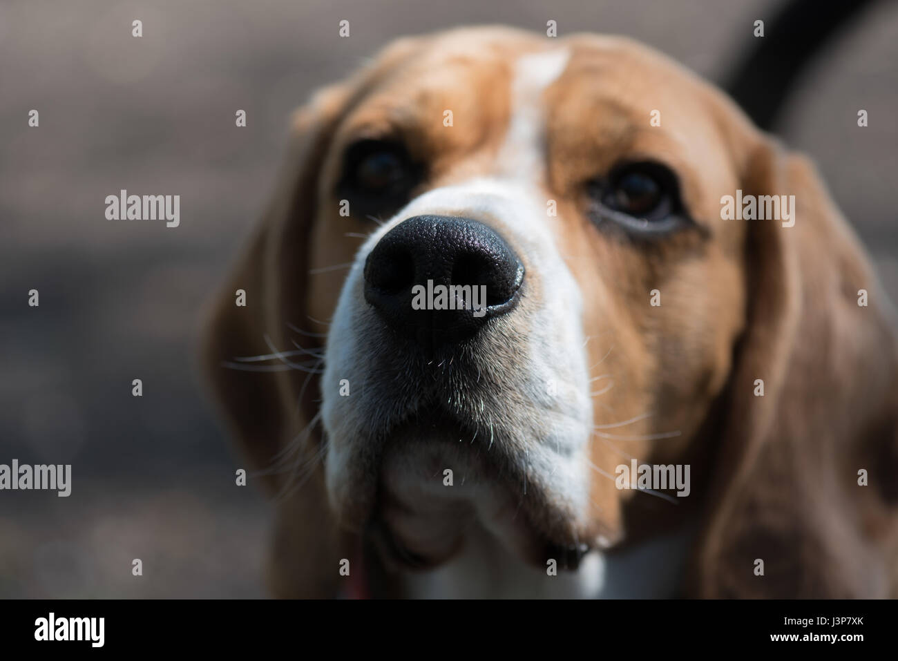 English beagle hi-res stock photography and images - Alamy