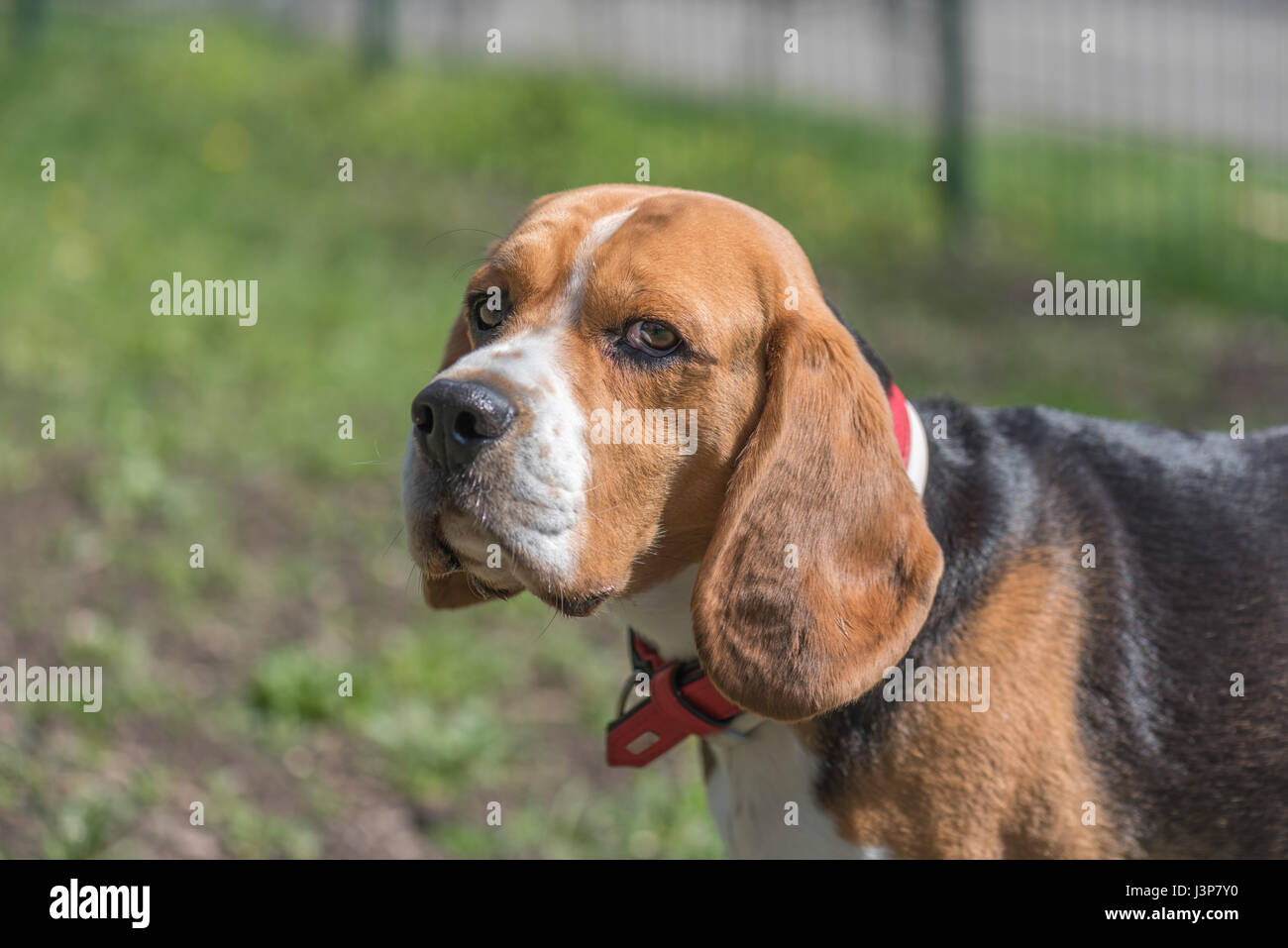English beagle hi-res stock photography and images - Alamy