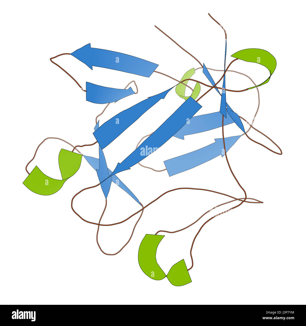 Fibroblast cartoon Cut Out Stock Images & Pictures - Alamy