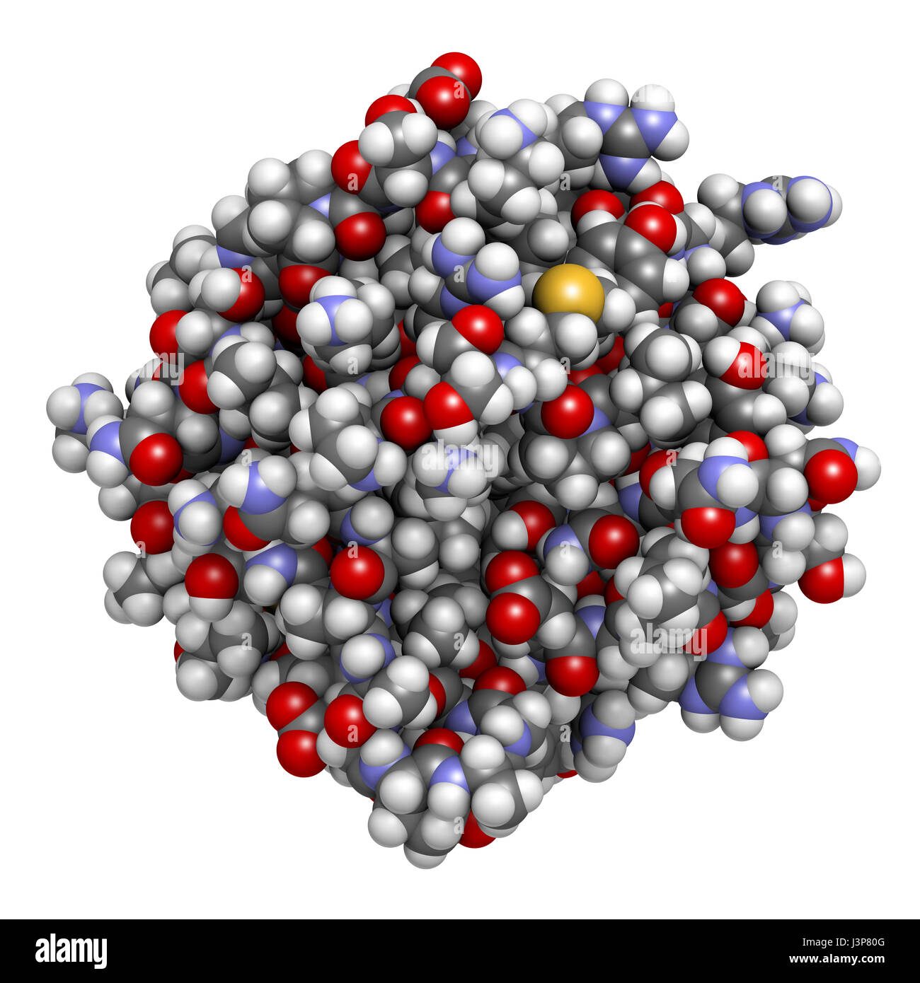 Basic fibroblast growth factor (bFGF) molecule. Plays role in wound ...