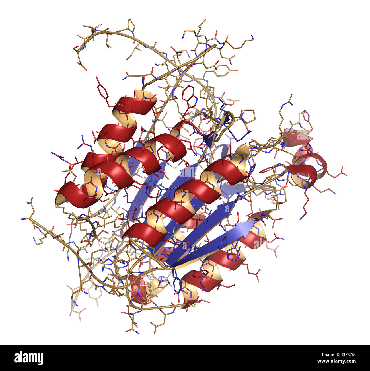 Caspase 3 apoptosis protein. Enzyme that plays important role in ...