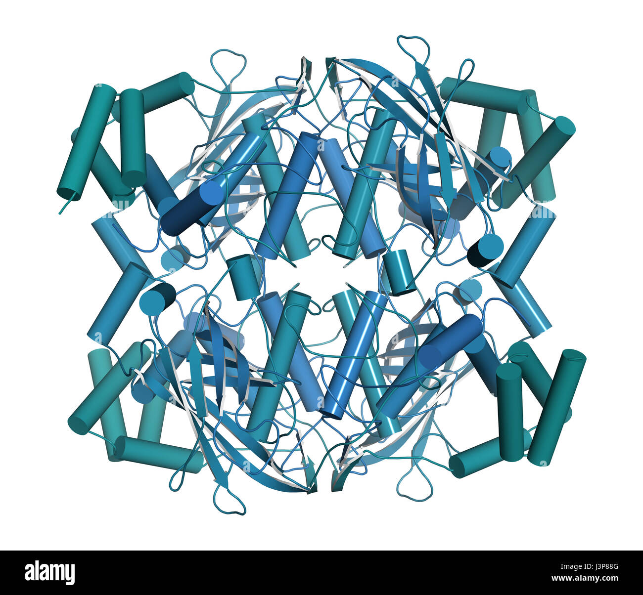 Human red blood cell catalase. Protects cell from damage by reactive ...