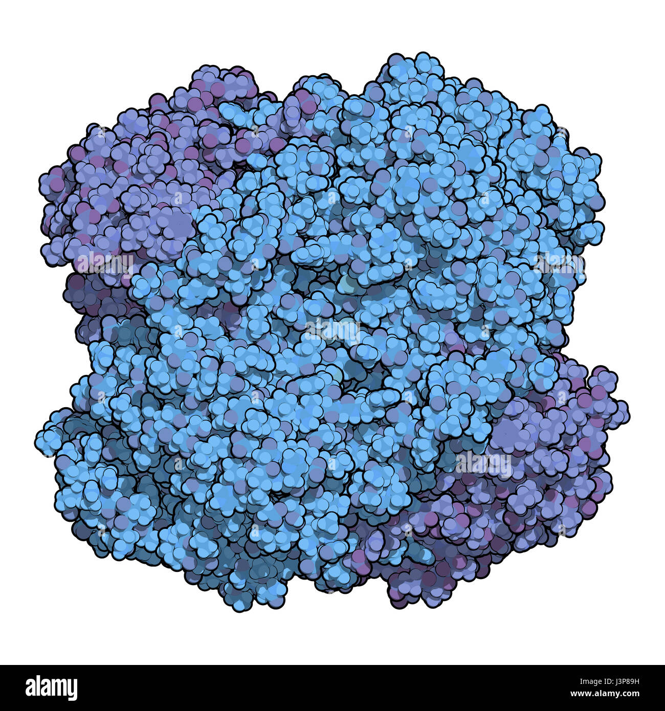 Human red blood cell catalase. Protects cell from damage by reactive ...