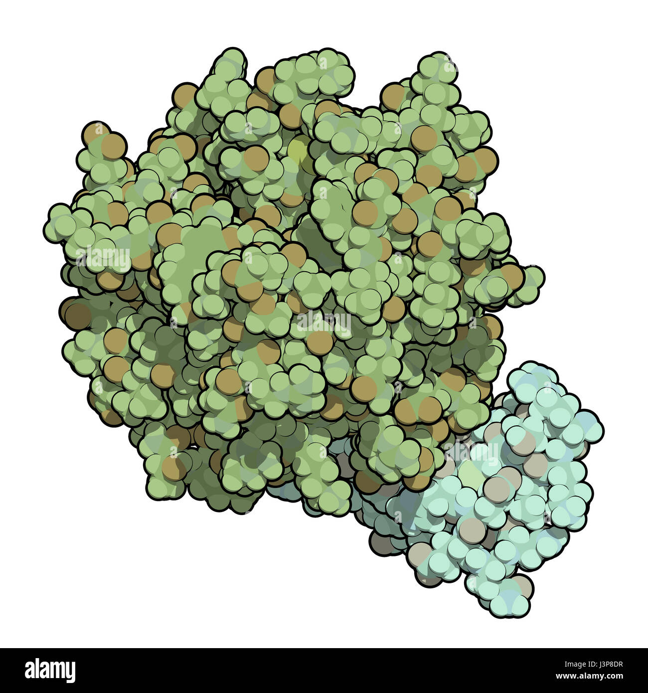 Blood coagulation factor Xa. Plays role in blood clotting and ...