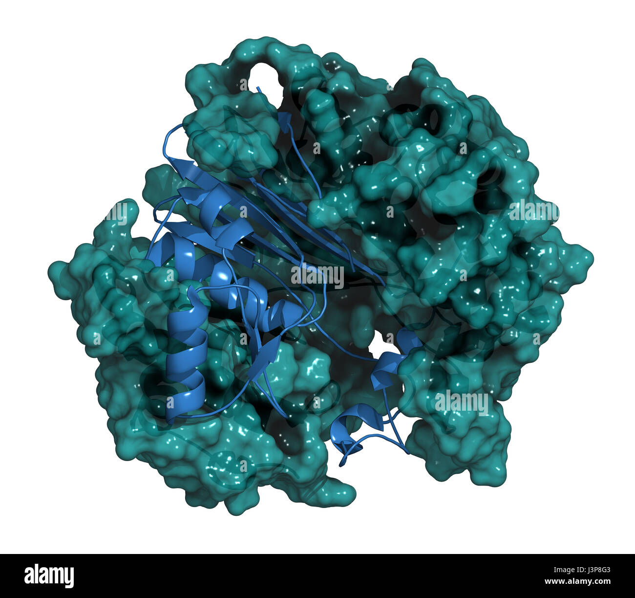 Gamma-glutamyltranspeptidase 1 (GGT 1, gamma-GT, gamma-glutamyl ...