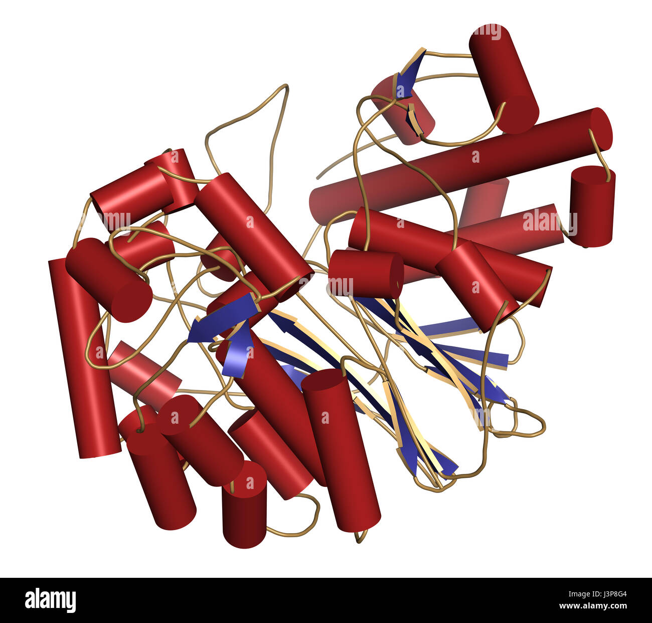 Gamma-glutamyltranspeptidase 1 (GGT 1, gamma-GT, gamma-glutamyl ...
