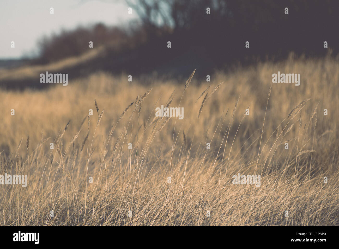 beautiful abstract grass texture on sunset with reflections and rays of ...