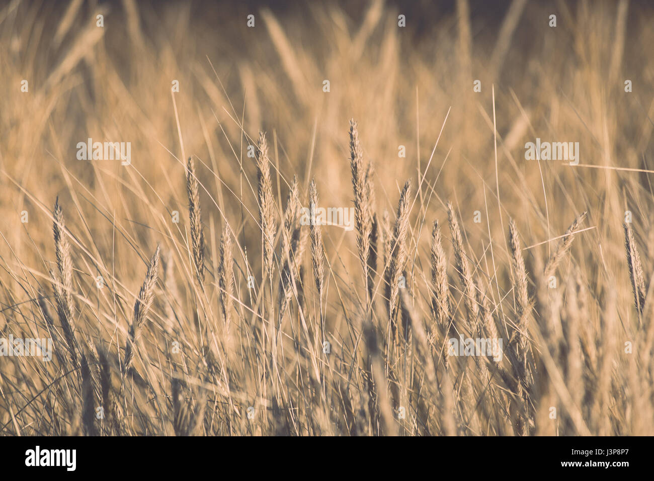 beautiful abstract grass texture on sunset with reflections and rays of ...