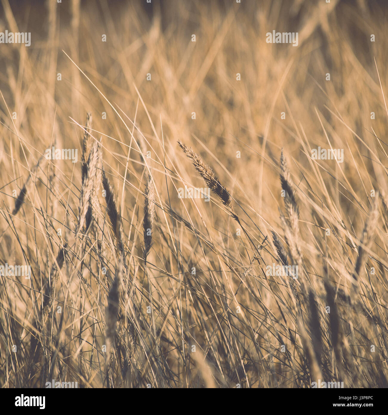 beautiful abstract grass texture on sunset with reflections and rays of ...