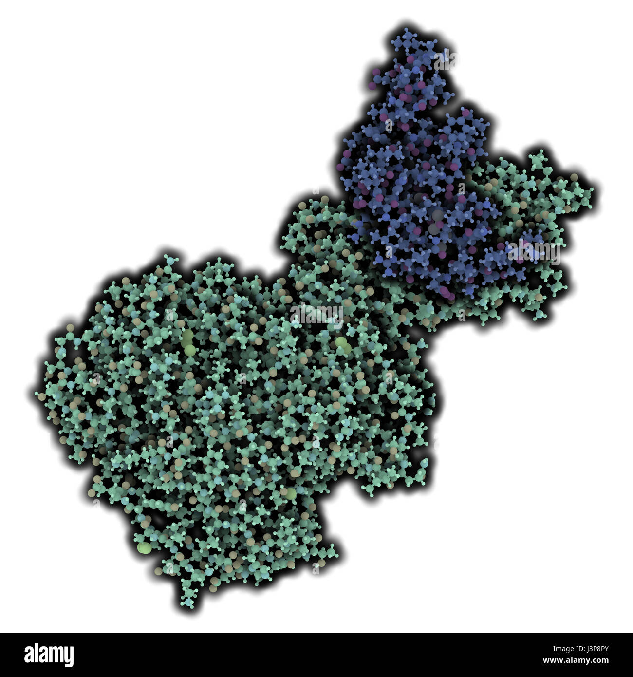 Human pancreatic lipase (HPL) enzyme, in complex with colipase ...
