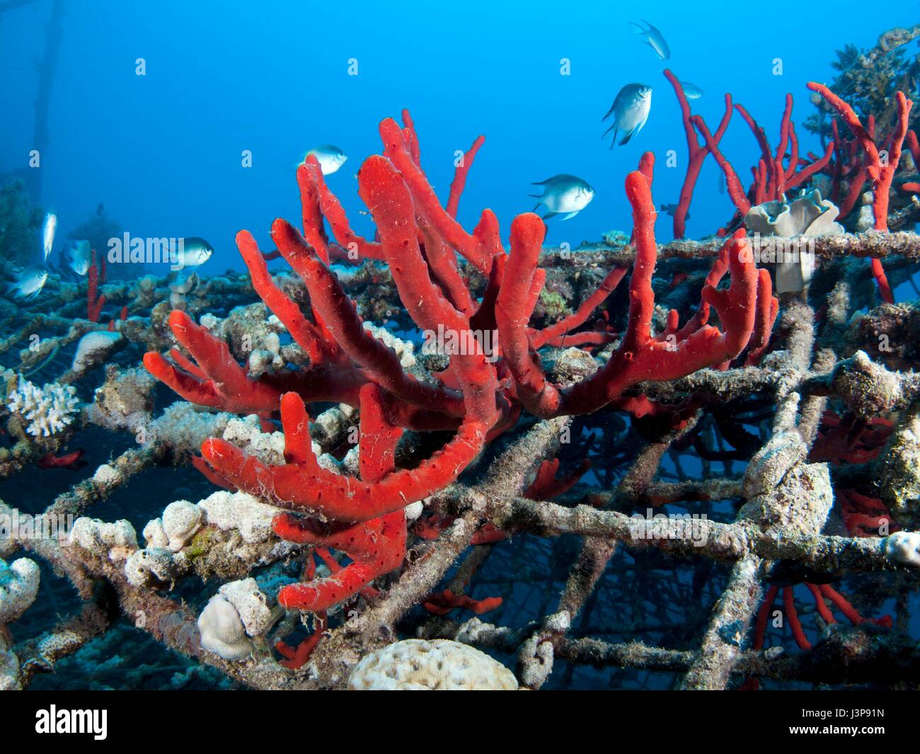 Magnificent fire fish High Resolution Stock Photography and Images - Alamy
