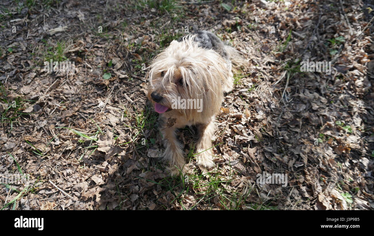 Yorkshire Terrier Dog on the brown grass Stock Photo - Alamy