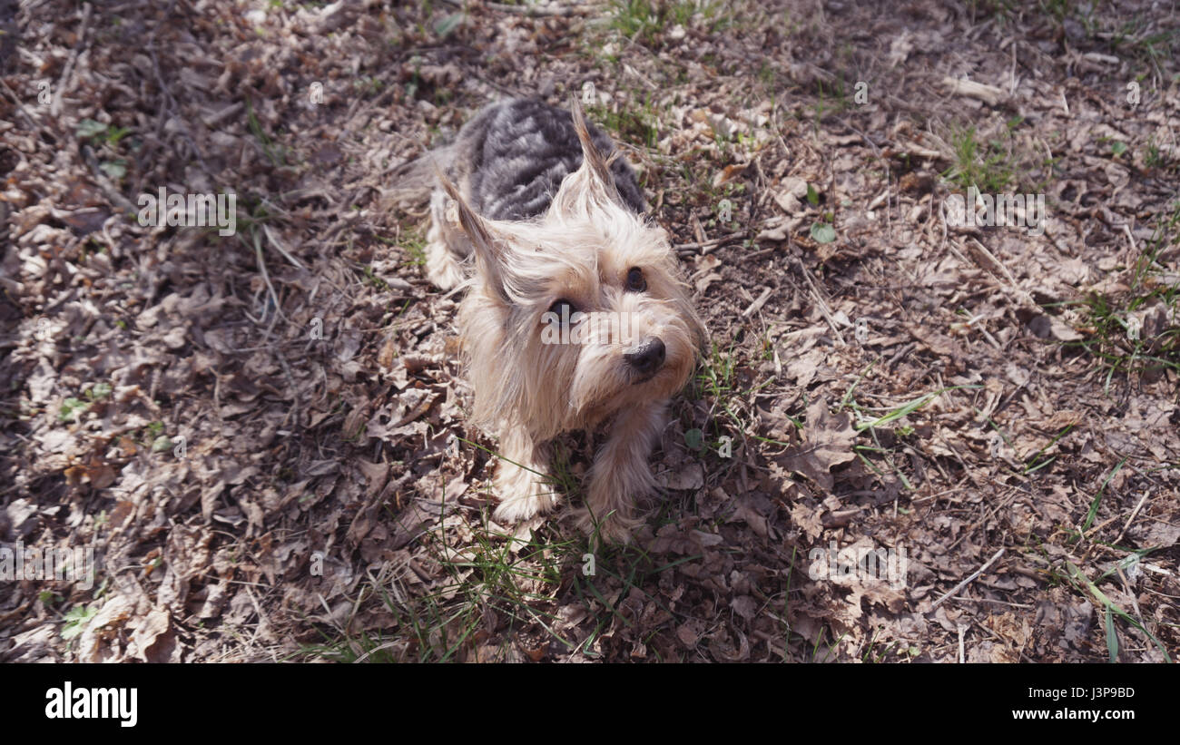 Yorkshire Terrier Dog on the brown grass Stock Photo - Alamy