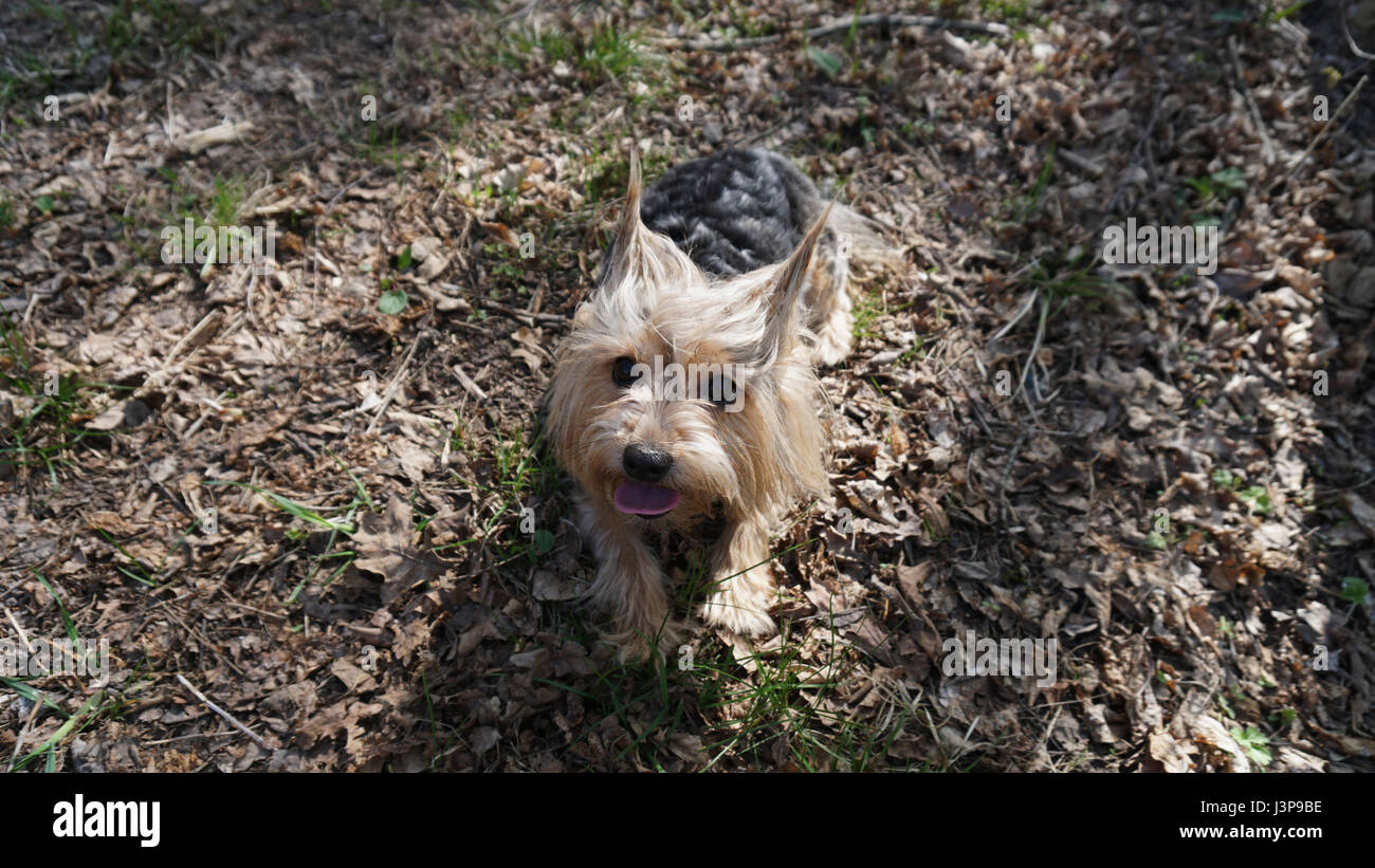 Yorkshire Terrier Dog on the brown grass Stock Photo - Alamy