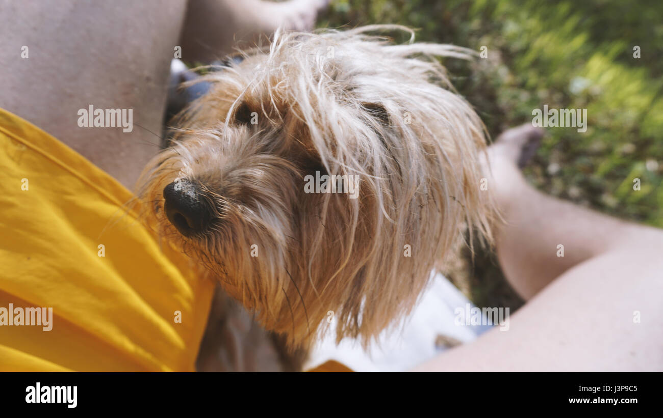 Yorkshire Terrier Dog on the brown grass Stock Photo - Alamy