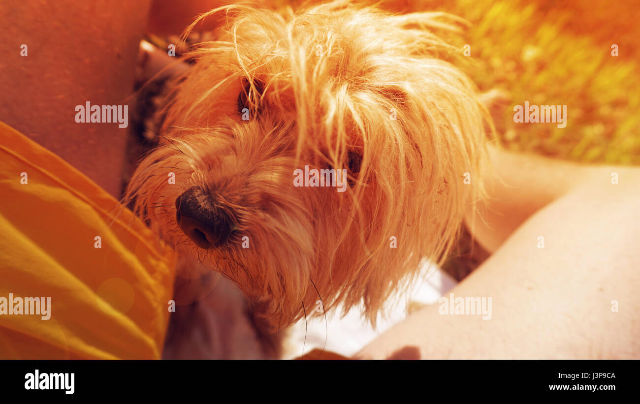 Yorkshire Terrier Dog on the brown grass Stock Photo - Alamy