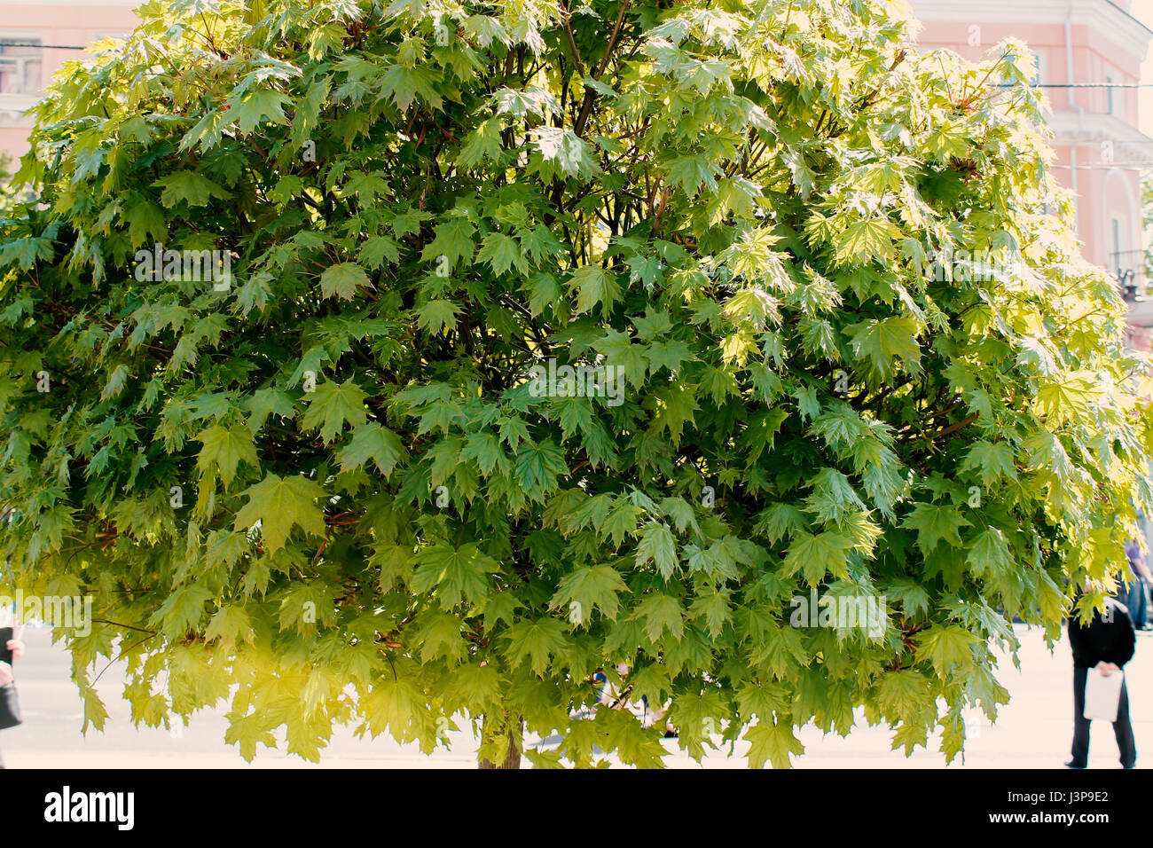 lush deciduous tree Stock Photo - Alamy
