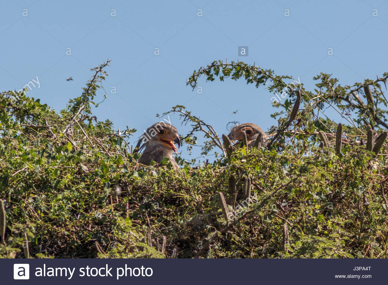 Secretary Birds High Resolution Stock Photography and Images - Alamy