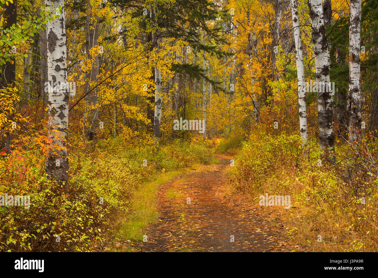 A fall pathway through aspen in the Methow Valley. Washington. USA ...